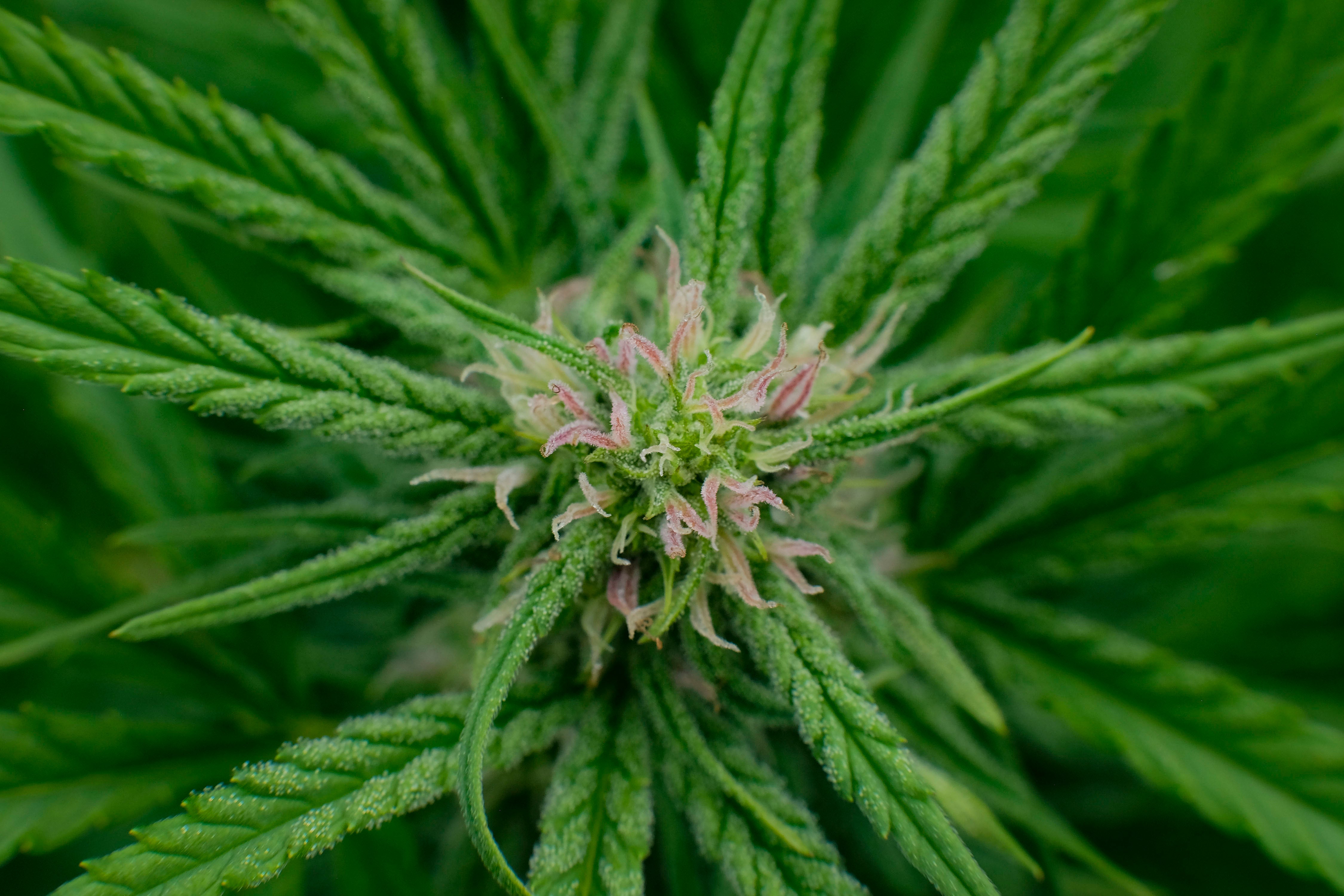 Indoor vs Outdoor Hemp: Which Should You Choose? – Zenbarn Farms